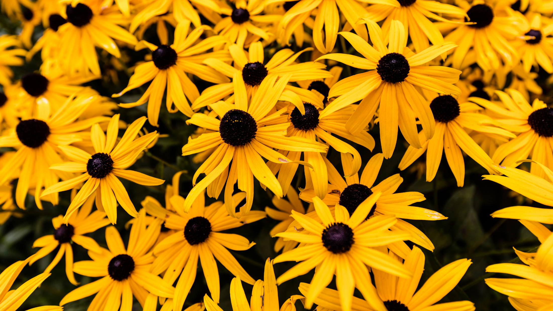 Native Ontario Plants for Pollinators – Ontario Honey Creations