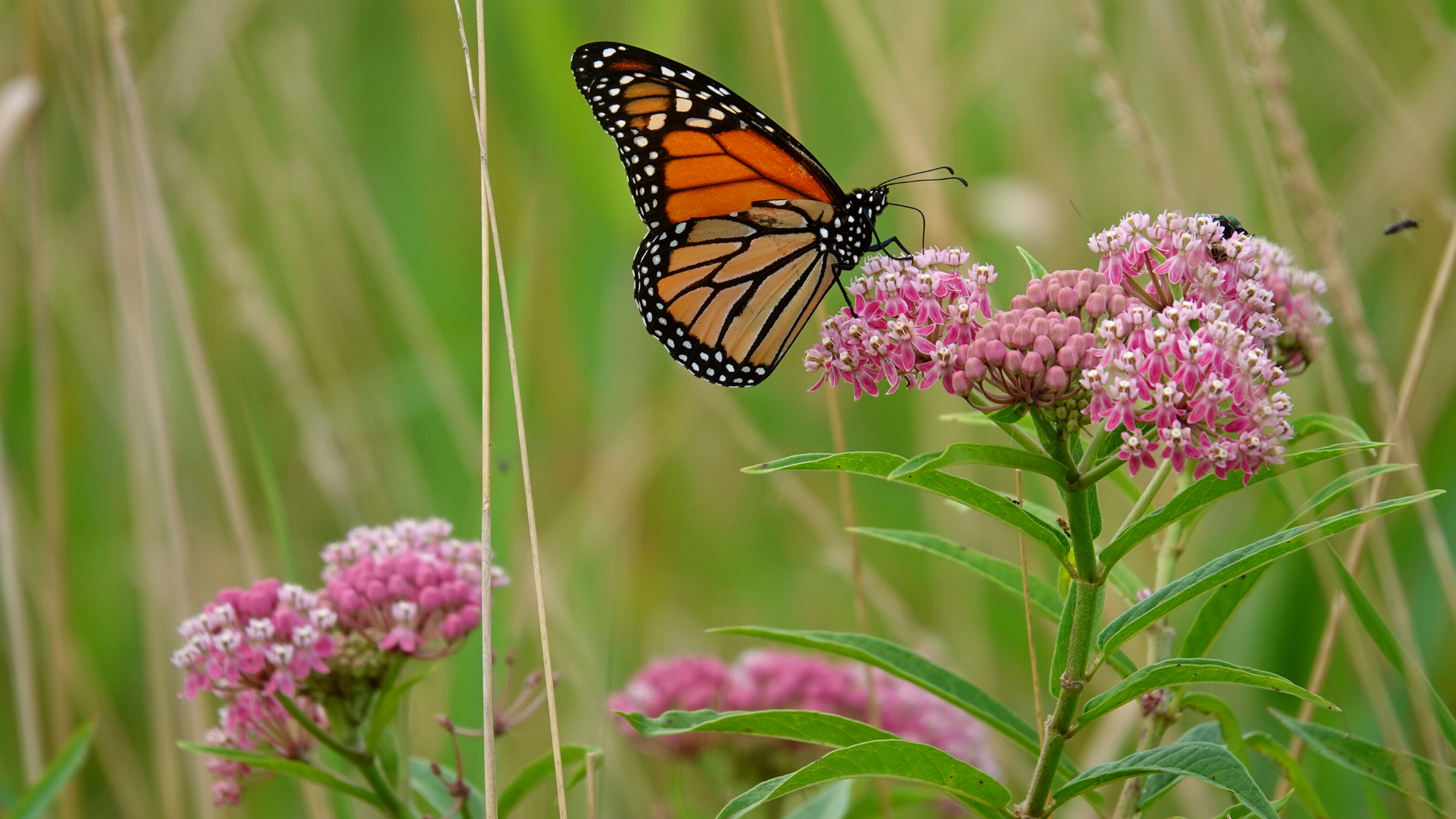 Should I Plant Milkweed? – Ontario Honey Creations